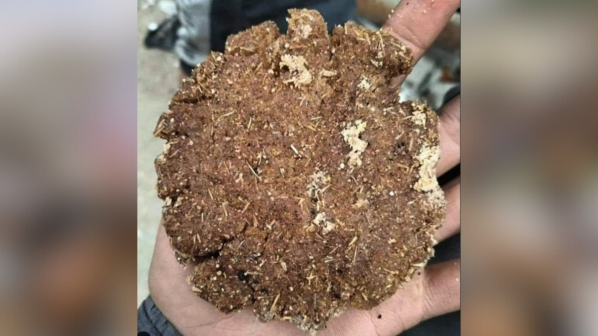 Gaza is starving! Palestinians share what they eat amid food crisis ...