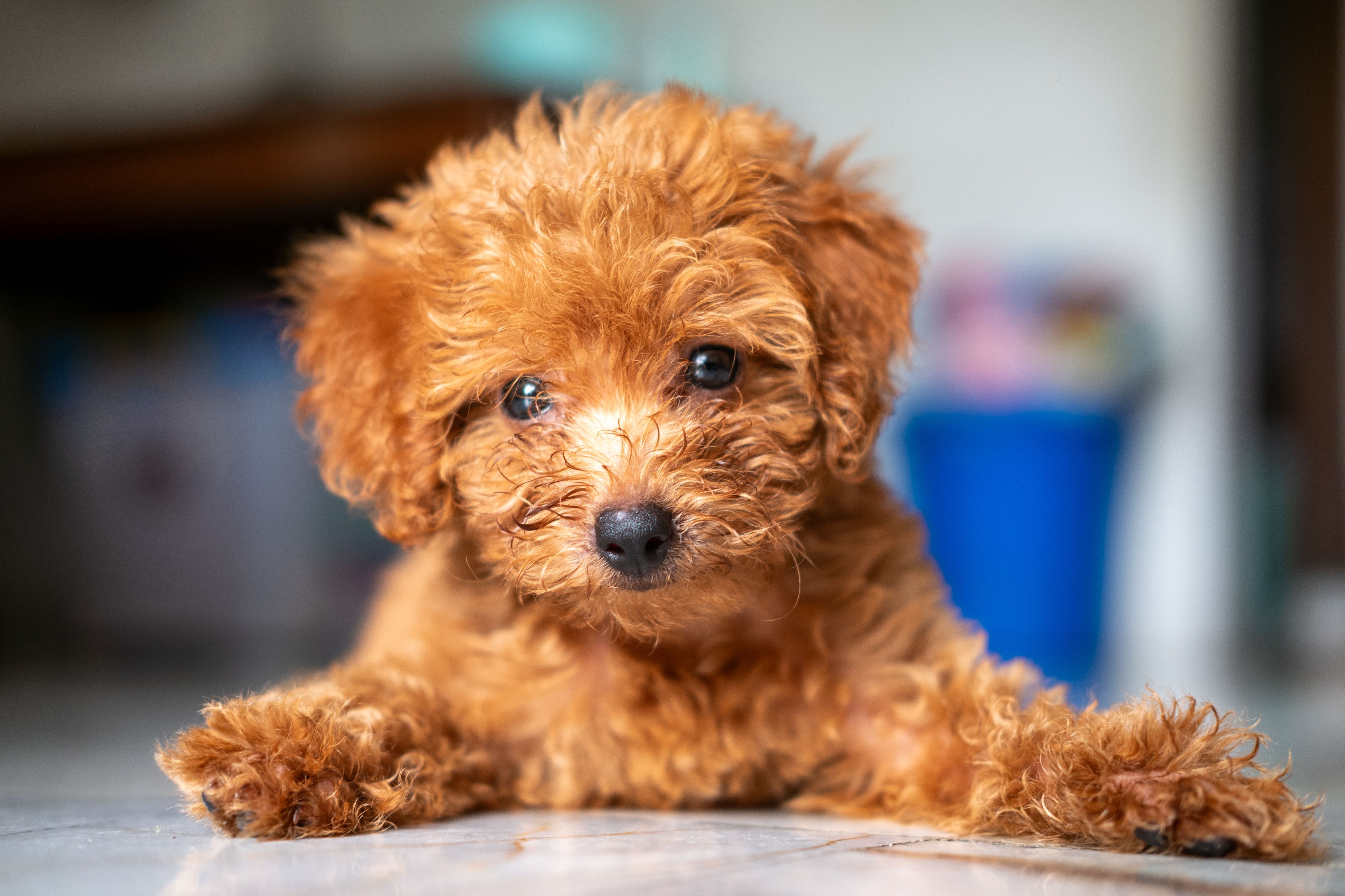 Firefighters manage to rescue poodle trapped under kitchen | Al Bawaba