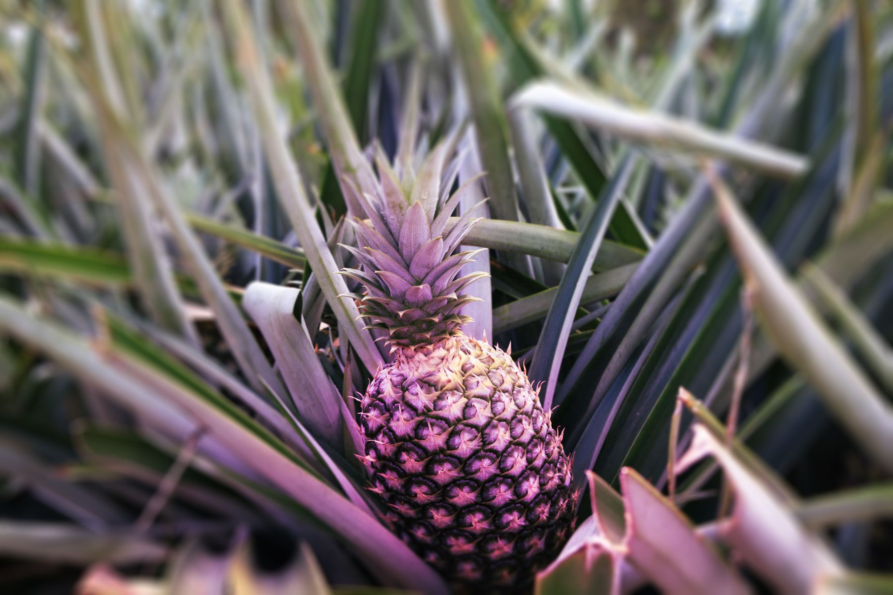 This rare pink pineapple just sold for $395, would you put it on Pizza ...