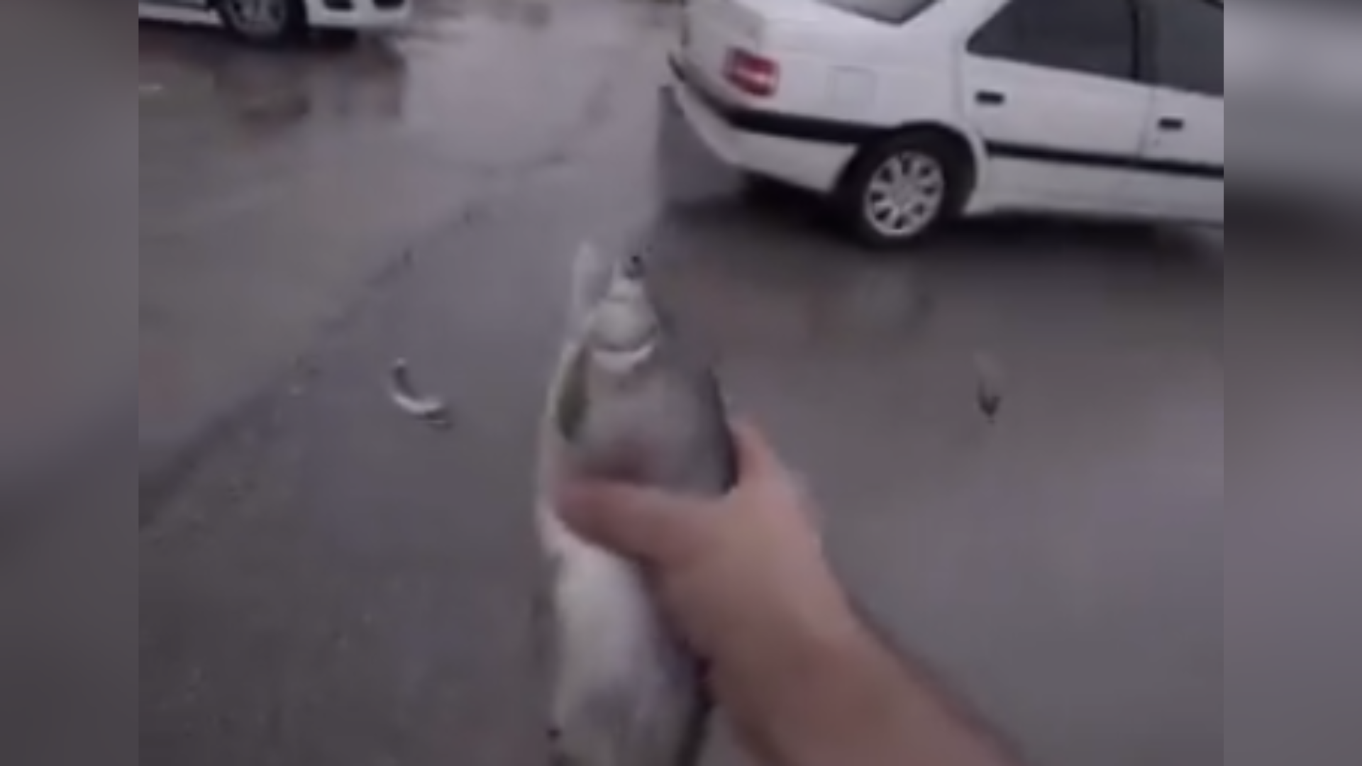Video: It's raining fish in Iran amid storm | Al Bawaba