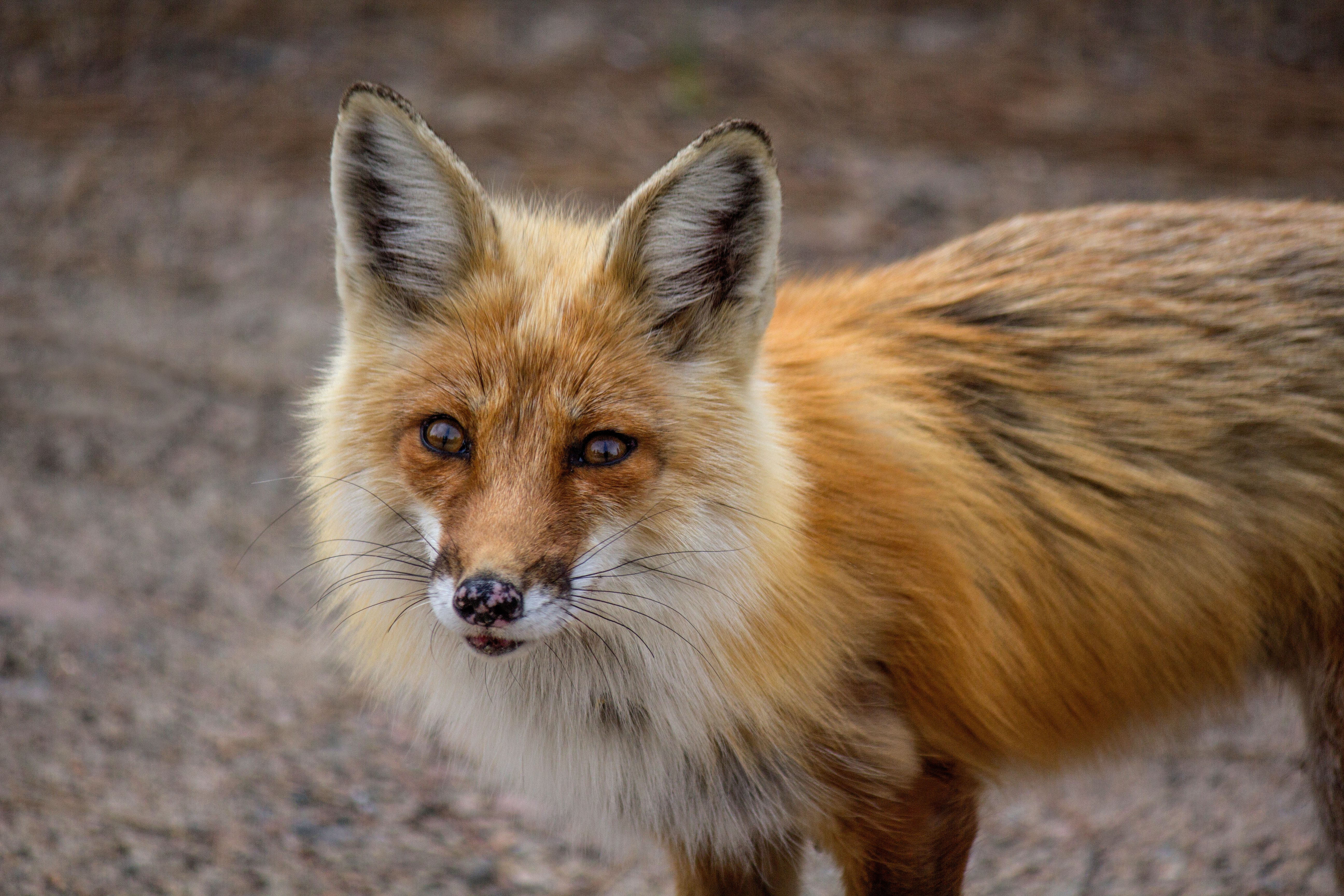 Fox cub rescued from a drain hole of discarded sink | Al Bawaba