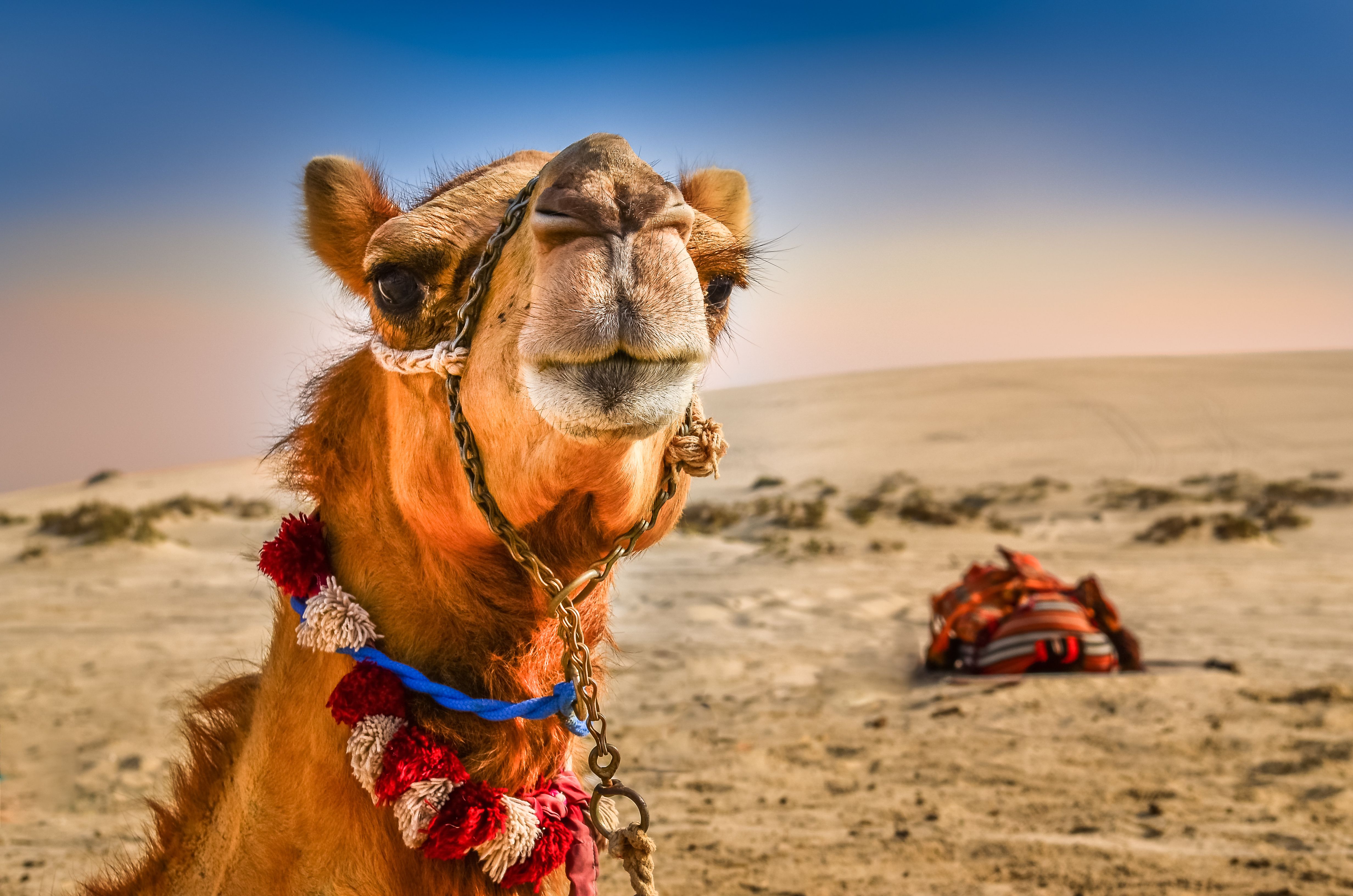 Dromedarii soldiers, the camel-riders in Eastern Roman Empire | Al Bawaba
