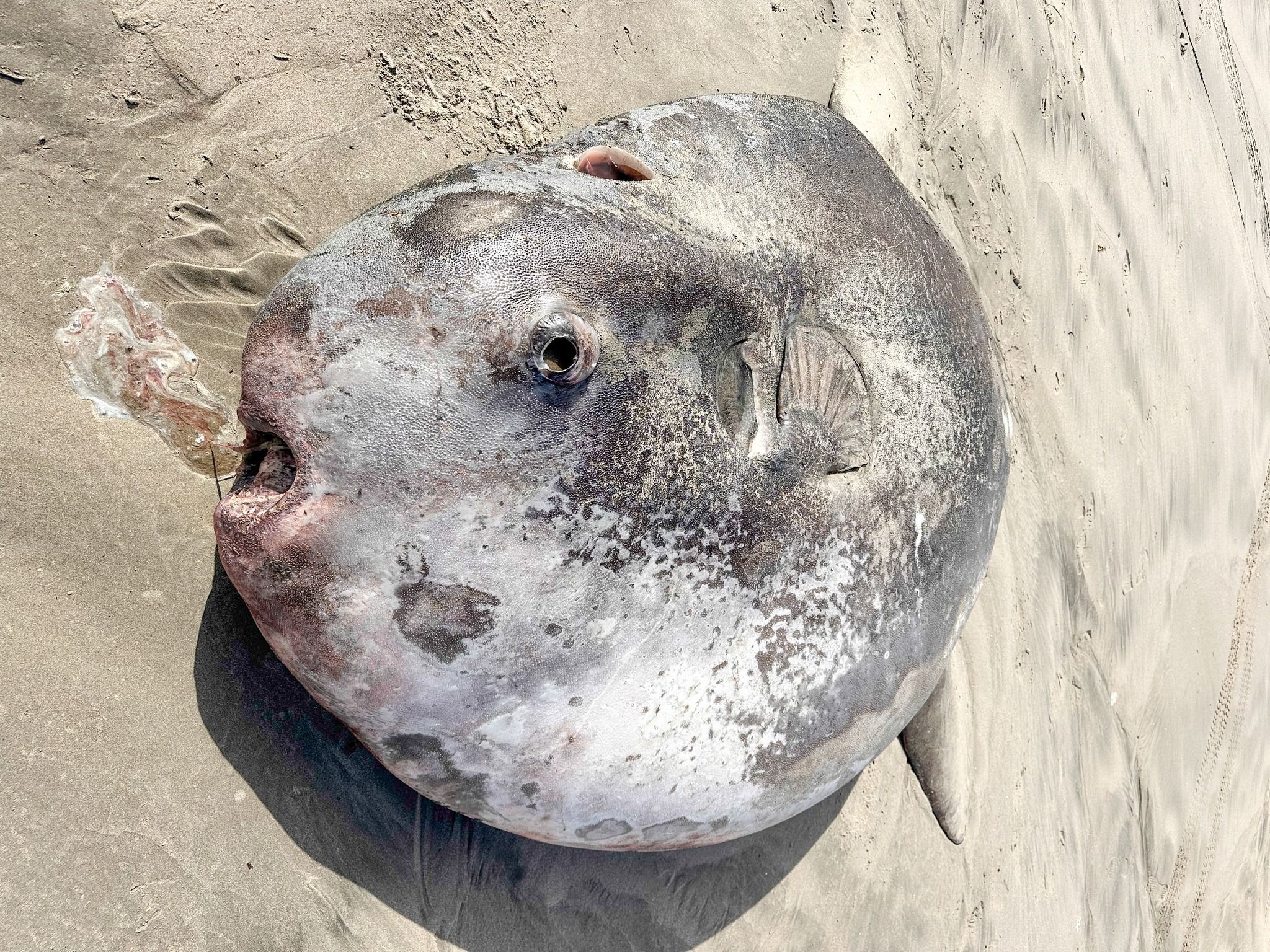 Fake or real? Rare creature appears on US shores | Al Bawaba
