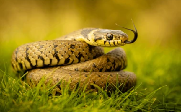 Shocking photos: Woman found inside snake's belly | Al Bawaba