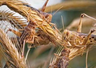 Flying feast: Locusts as an unexpected culinary delight | Al Bawaba
