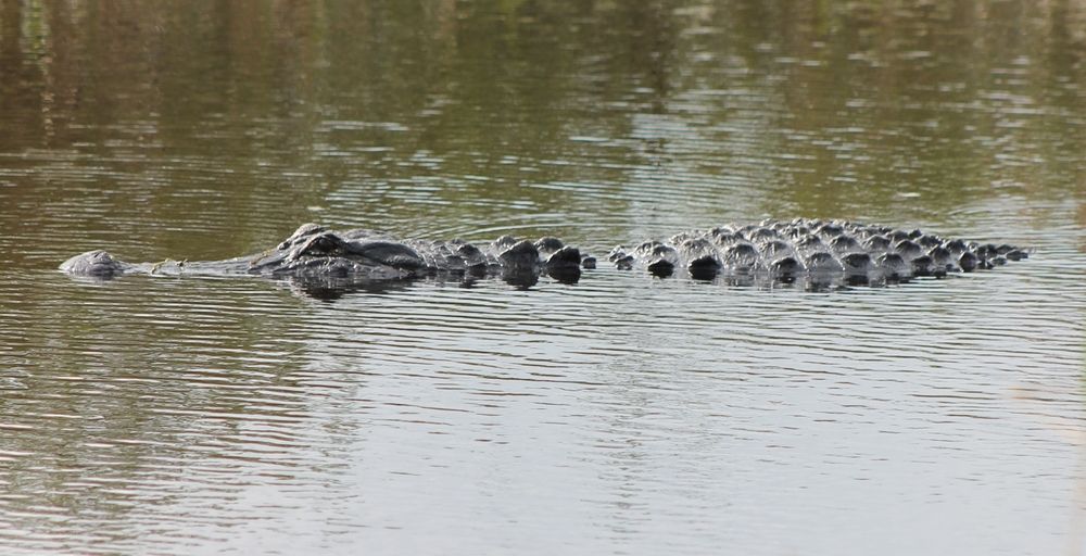 Homeless man attacked by alligator while swimming in lake | Al Bawaba
