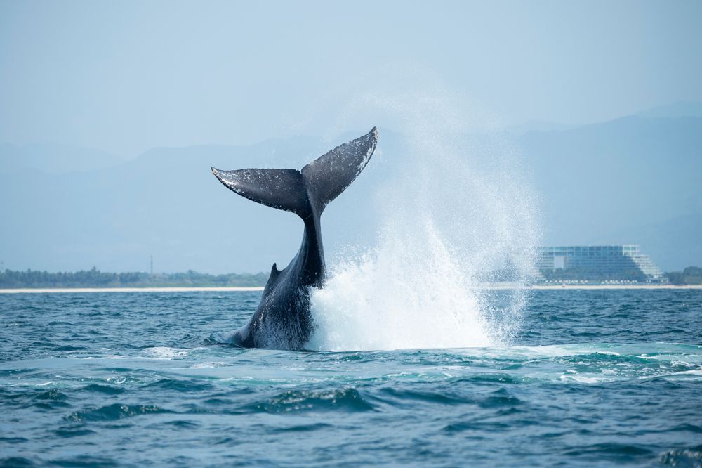 Washed ashore New Zealand, unknown rare whale | Al Bawaba