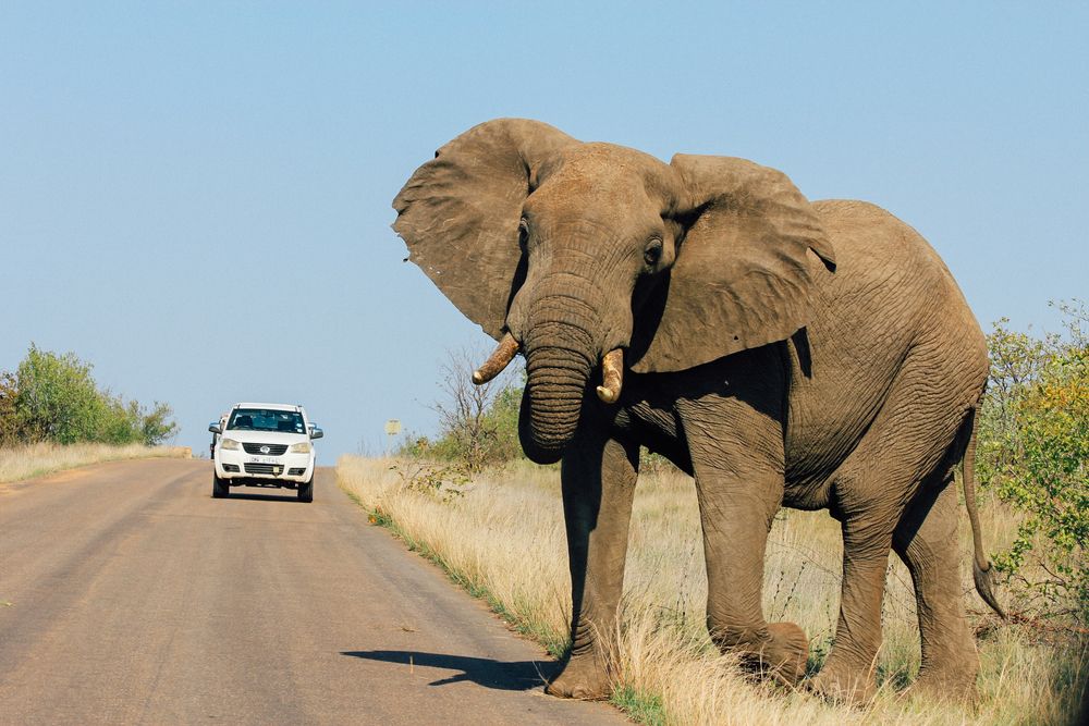Video: Elephant stomps tourist to death in South Africa | Al Bawaba
