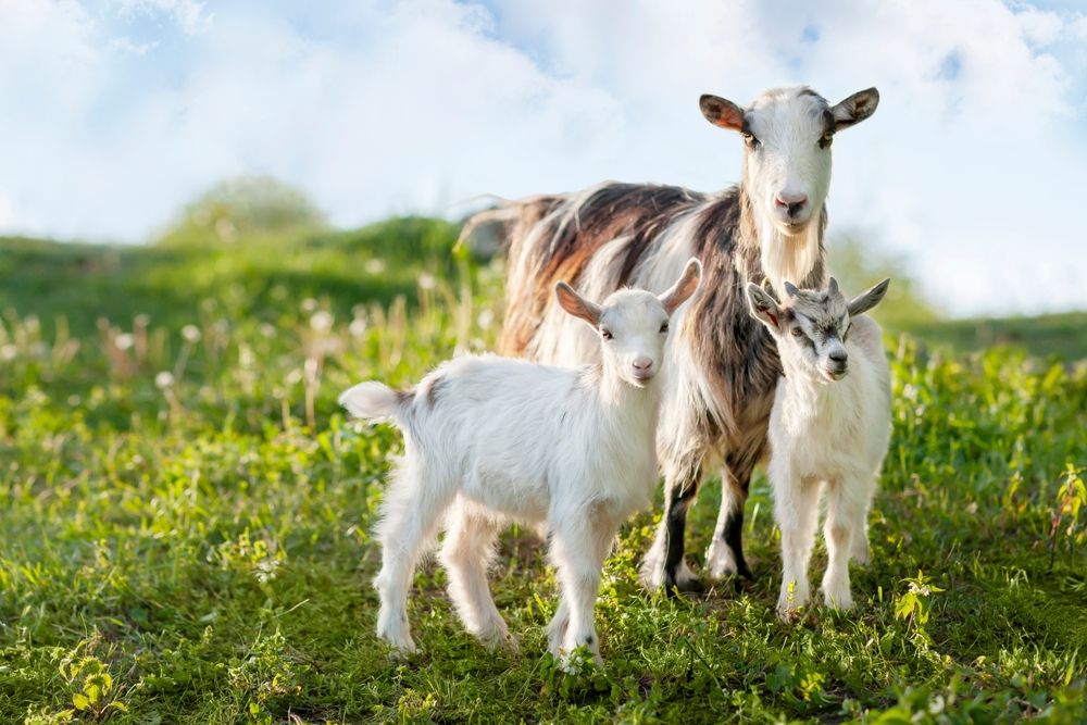 Goats trample all over parked SUV on Colorado mountain | Al Bawaba