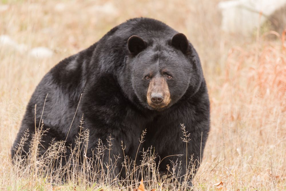 Black bear caught on camera giving Illinois a visit, authorities warn ...