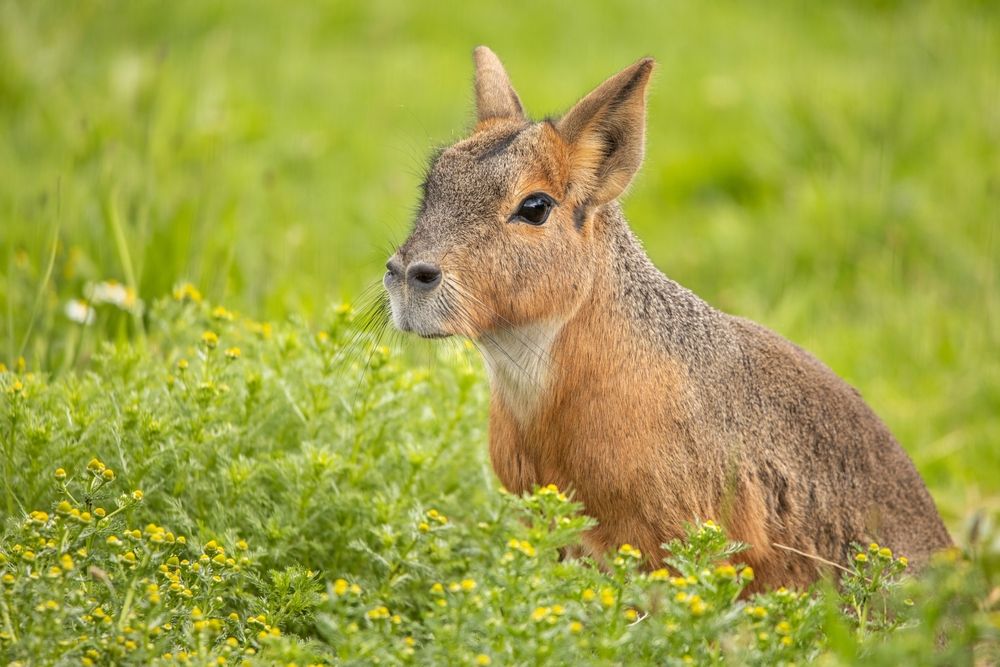 Exotic Argentina-native rodent run loose in Colorado | Al Bawaba