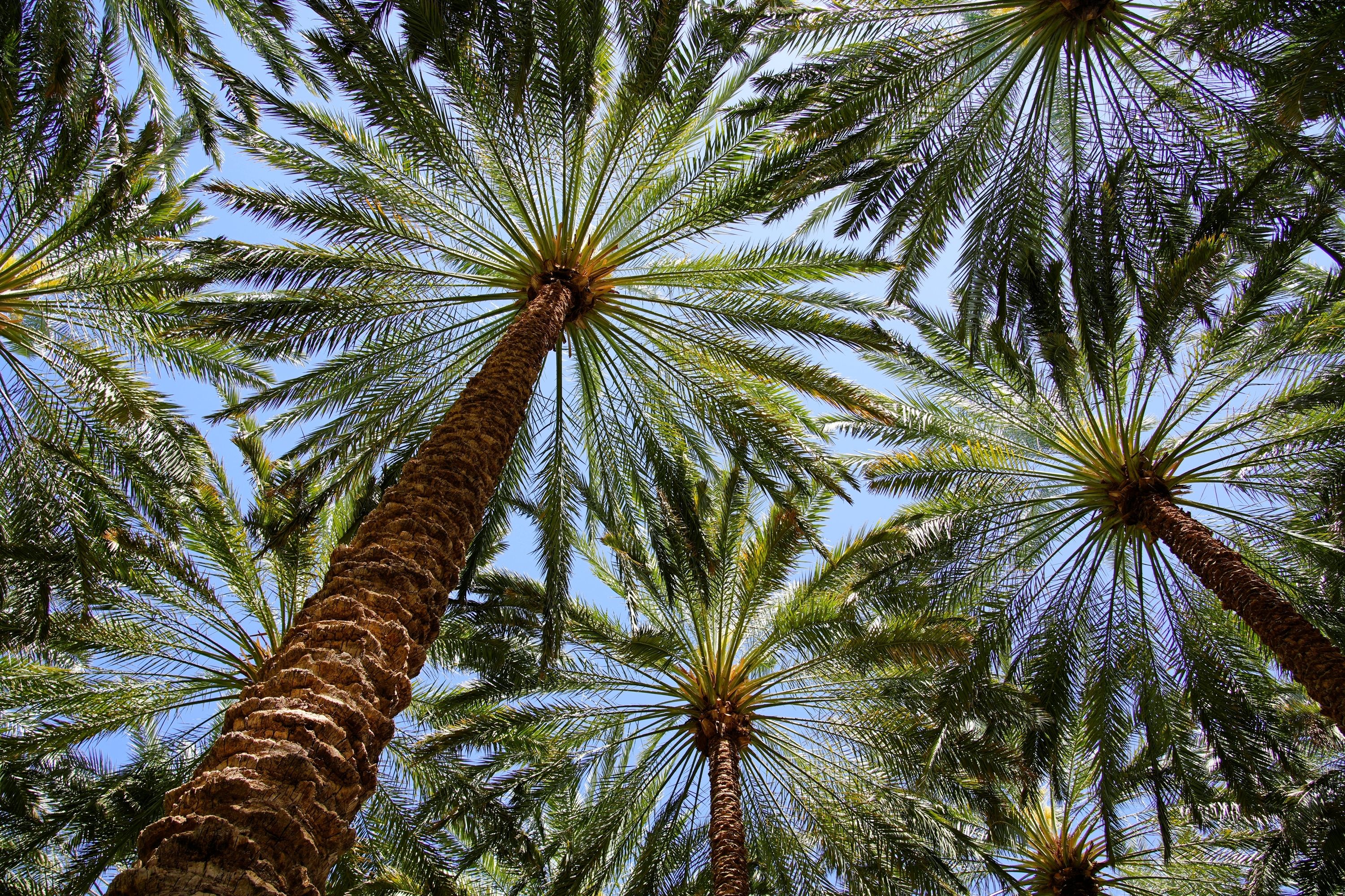 Saudi investor process transformative products from palm waste | Al Bawaba