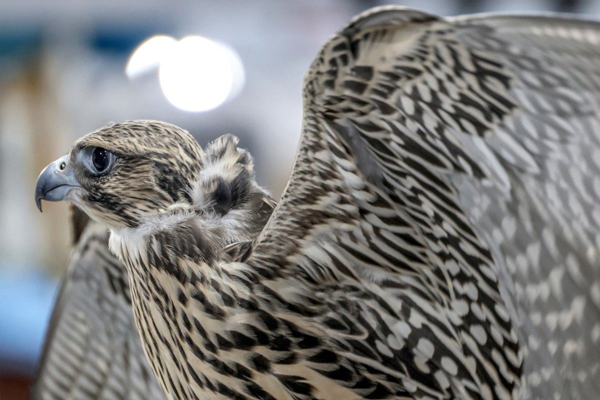 Successful conclusion of the 8th Kuwait International Falcon Event | Al ...