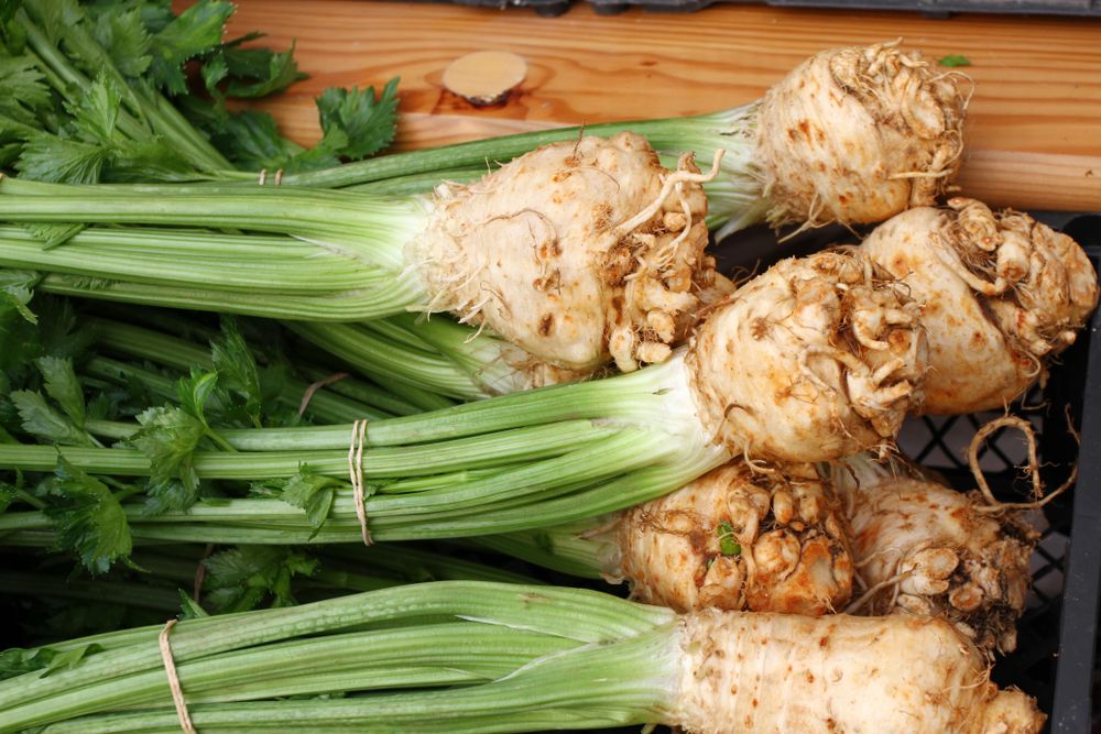 British man's giant root vegetable breaks world record | Al Bawaba