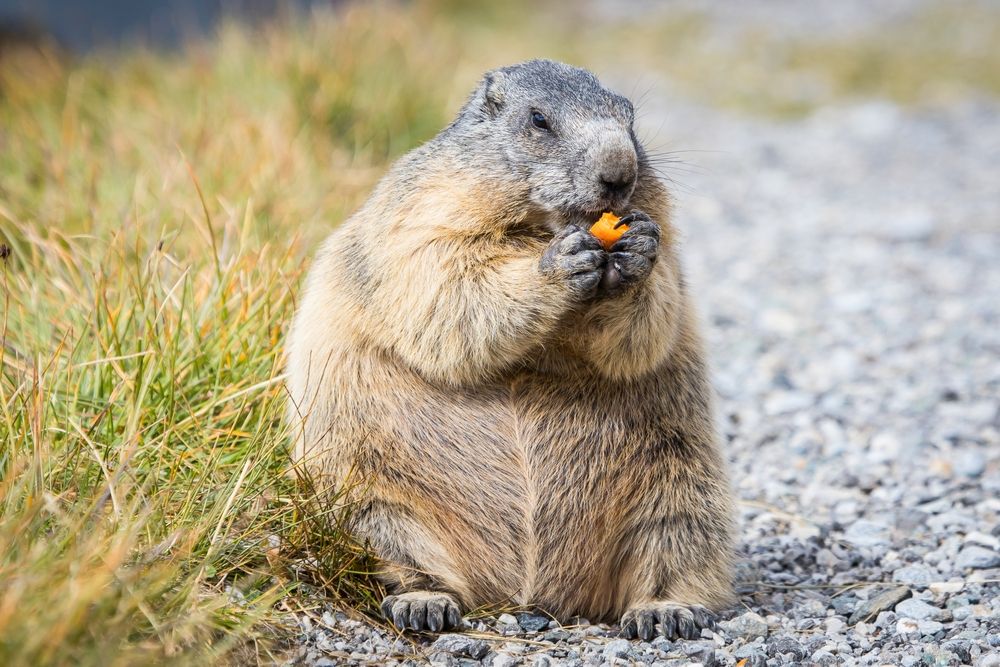 California woman discover marmot hidden in her engine | Al Bawaba