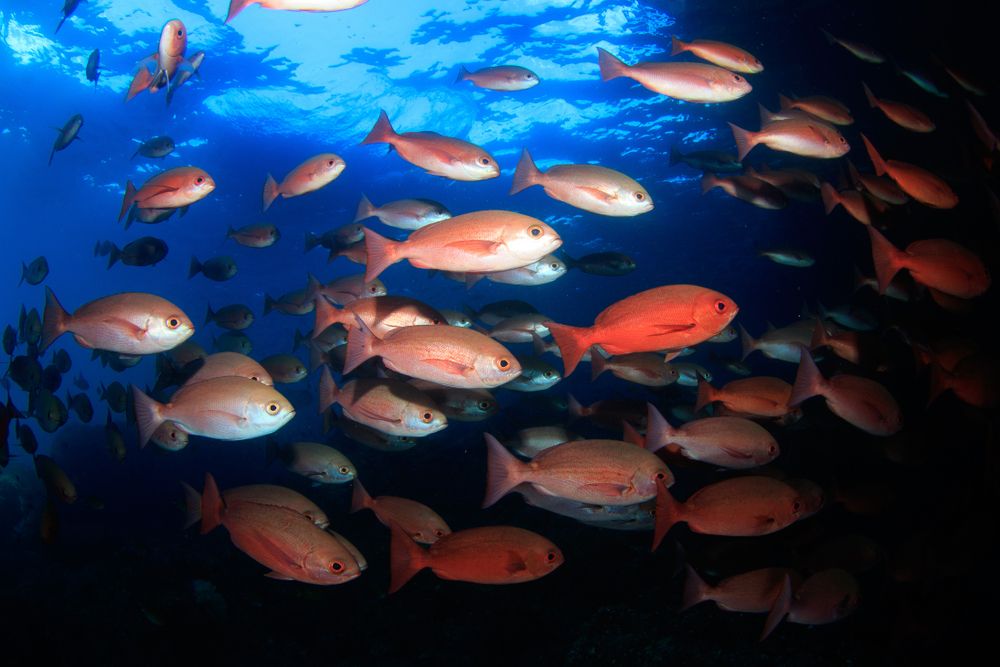 NOAA reveals its investment to protect Gulf of Mexico's red snapper ...