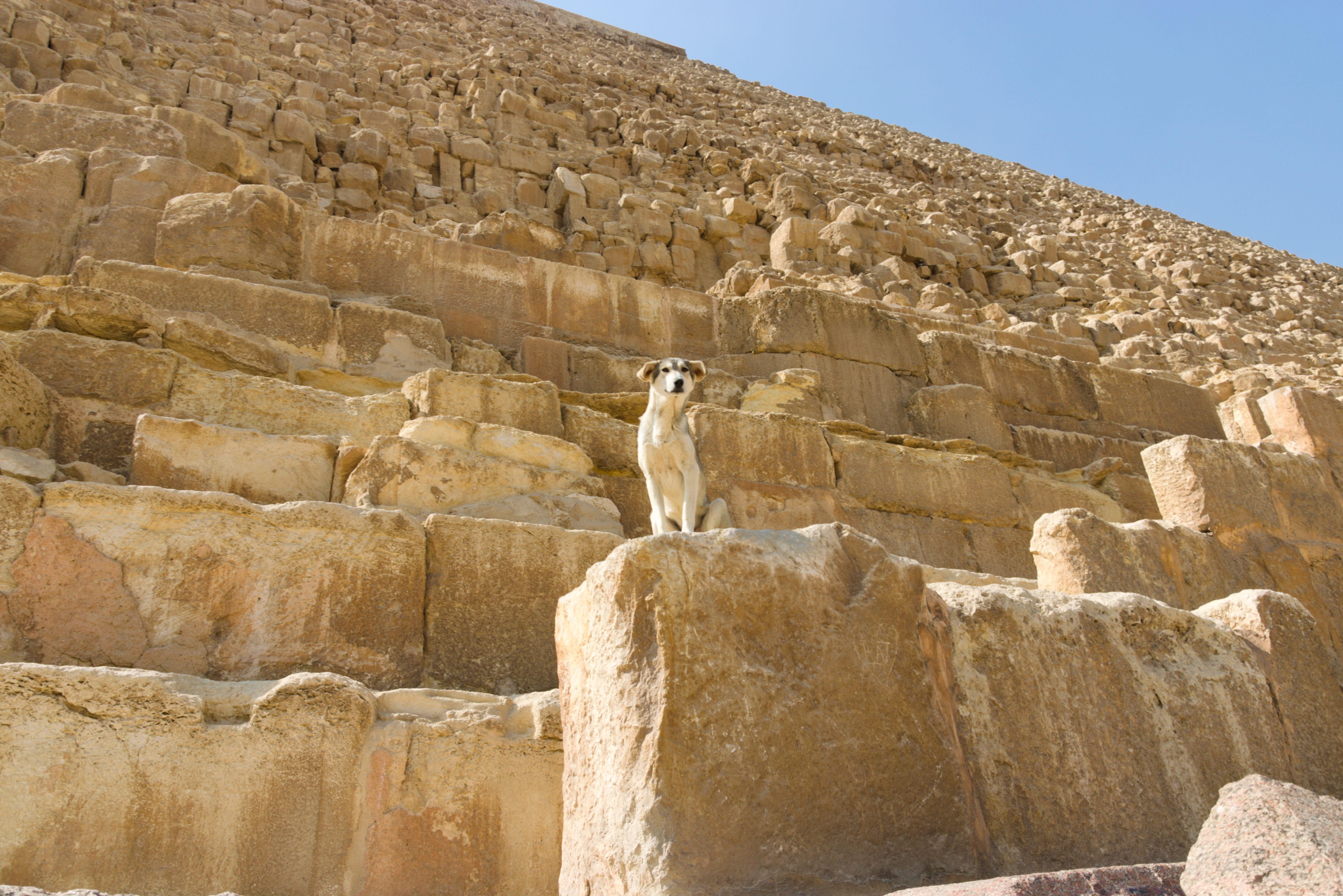 Pyramid-climbing dog becomes icon: tourist offers $2,000 to buy dog ...
