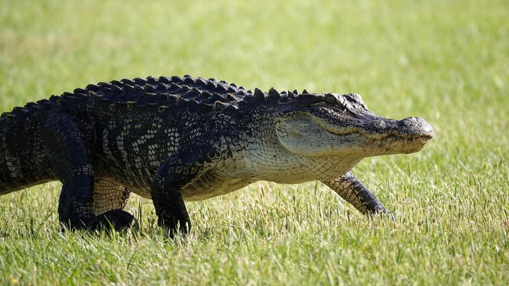 Alligator found hiding under car in a Detroit suburb | Al Bawaba