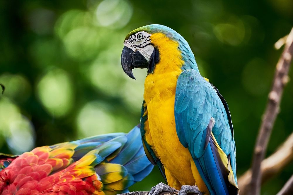 Zoo's runaway parrots found days later, 60 miles away from home | Al Bawaba
