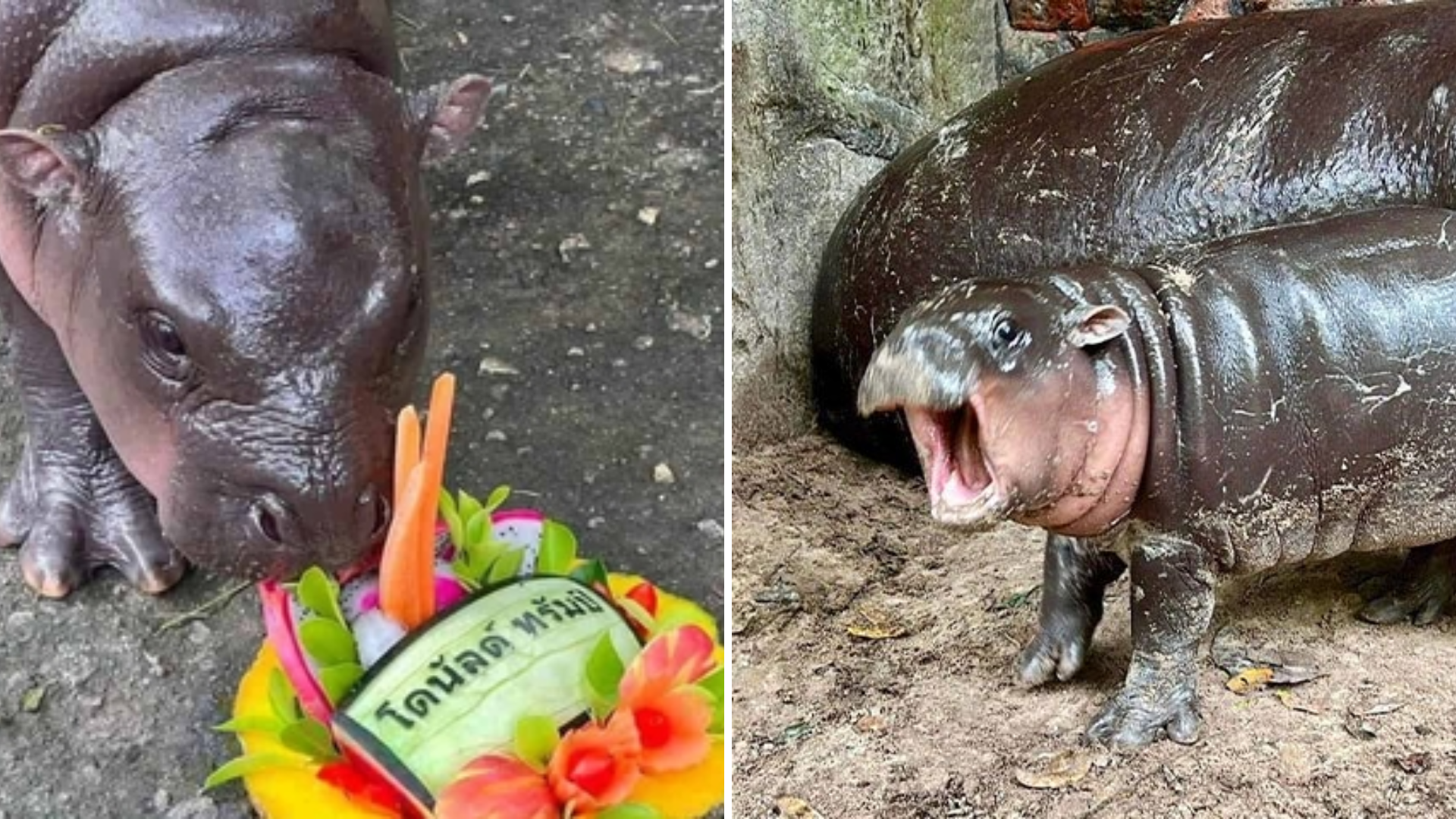 Moo Deng anticipates 2024 US Election winner, who did she choose? | Al ...