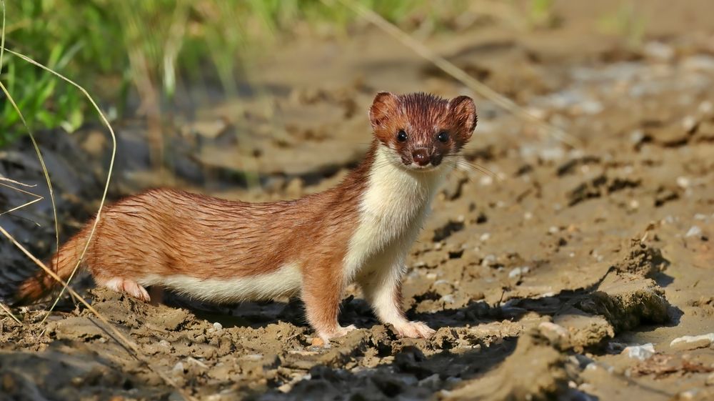 Serial shoe thief at kindergarten discovered to be a weasel | Al Bawaba