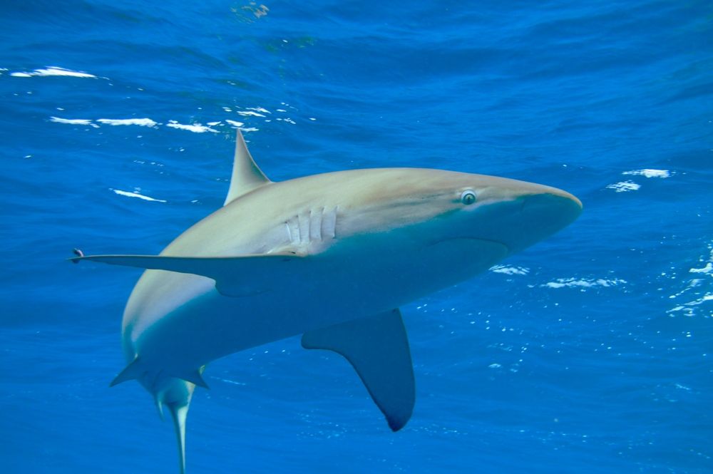 61-Year-old surfer loses his leg after Maui shark attack | Al Bawaba