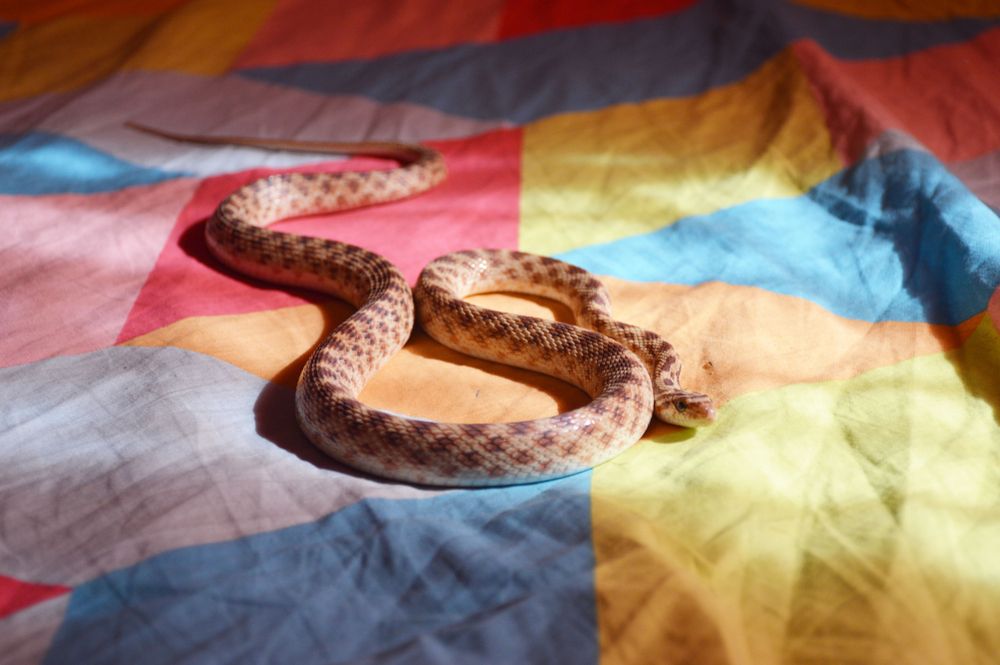 Deadly snake found hidden under resident's bed pillow | Al Bawaba