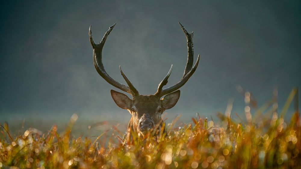 About 14 exotic deer escape from Michigan zoo, owner suspect fowl play ...