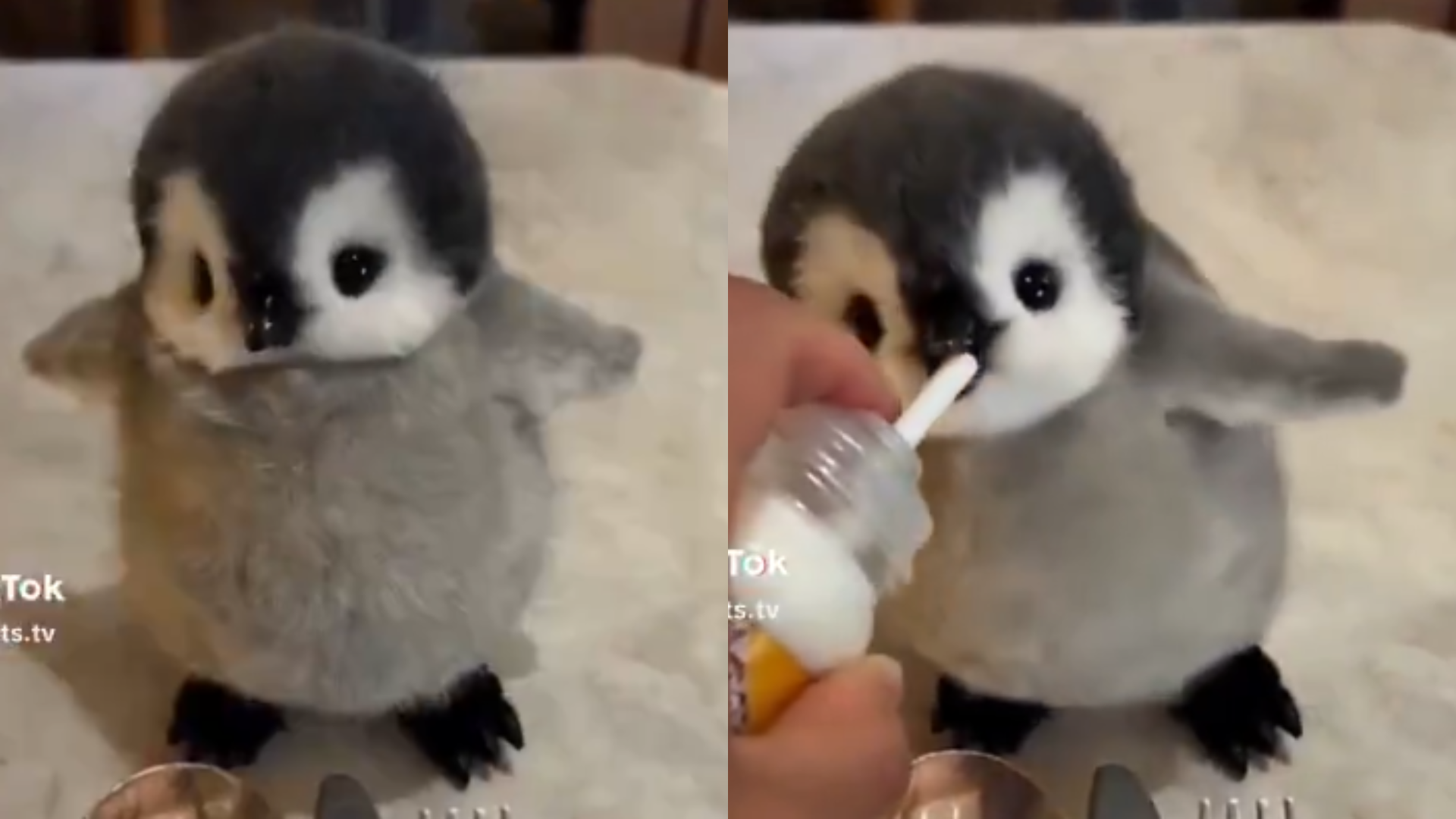 Baby penguin having breakfast goes viral, AI or real? | Al Bawaba