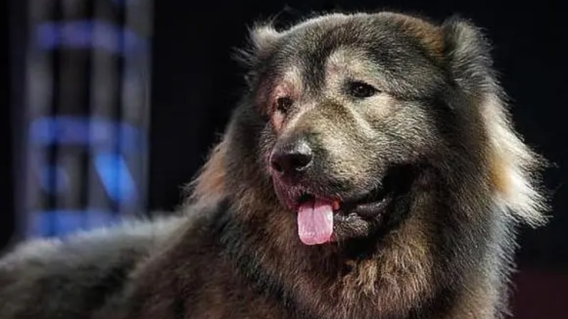 Meet the world's most expensive dog, priced at $5M | Al Bawaba