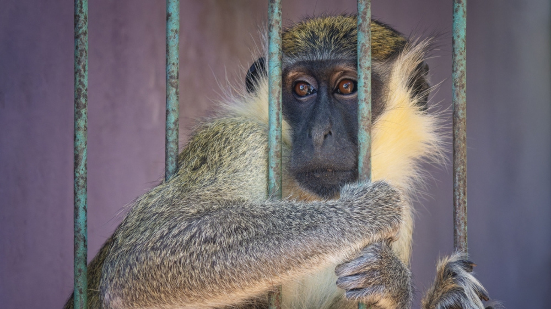 Scottish mother jailed after sharing 'monkey torture' videos | Al Bawaba