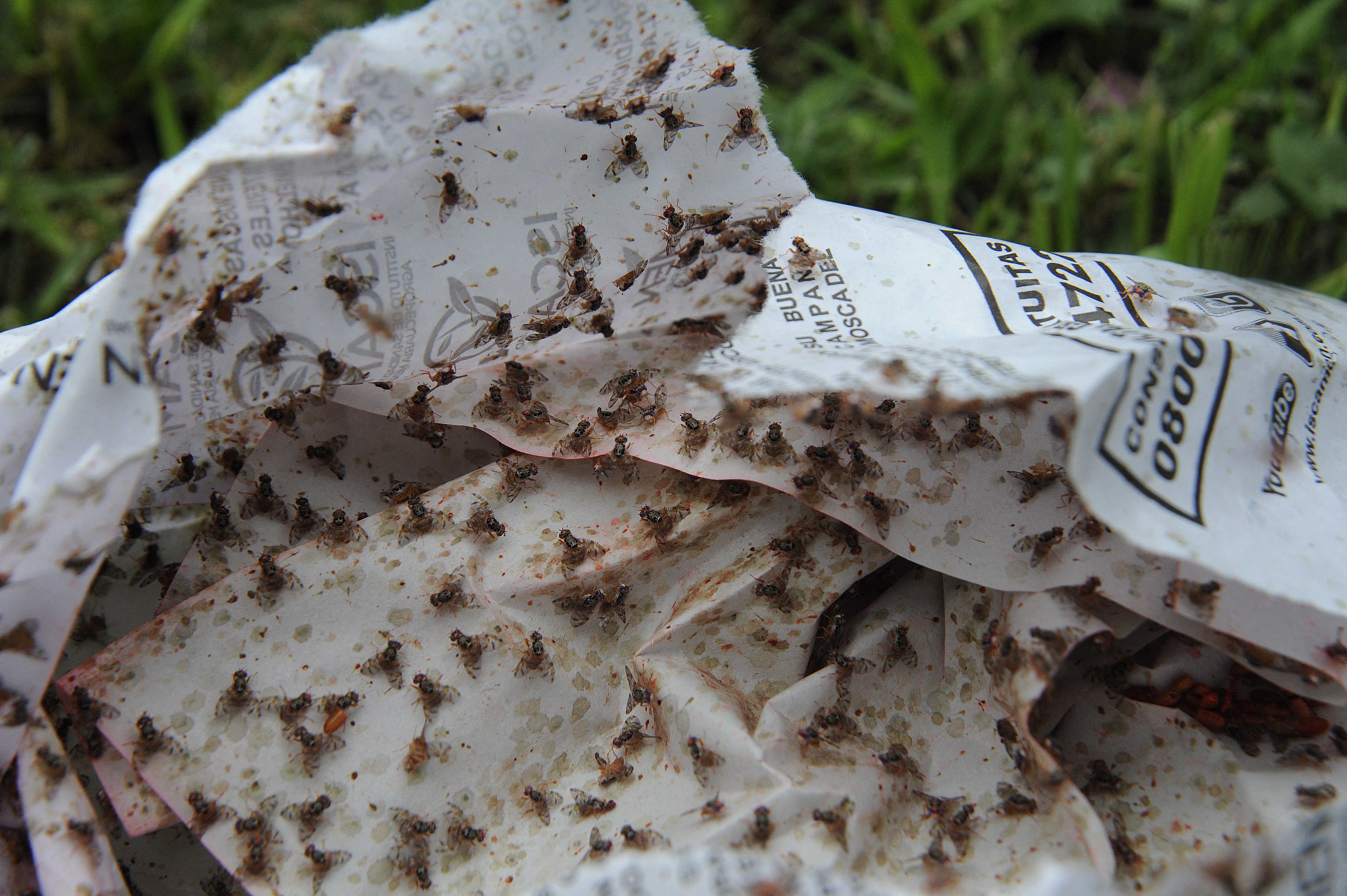 Fruit fly invasion from Egypt hits Tel Aviv | Al Bawaba