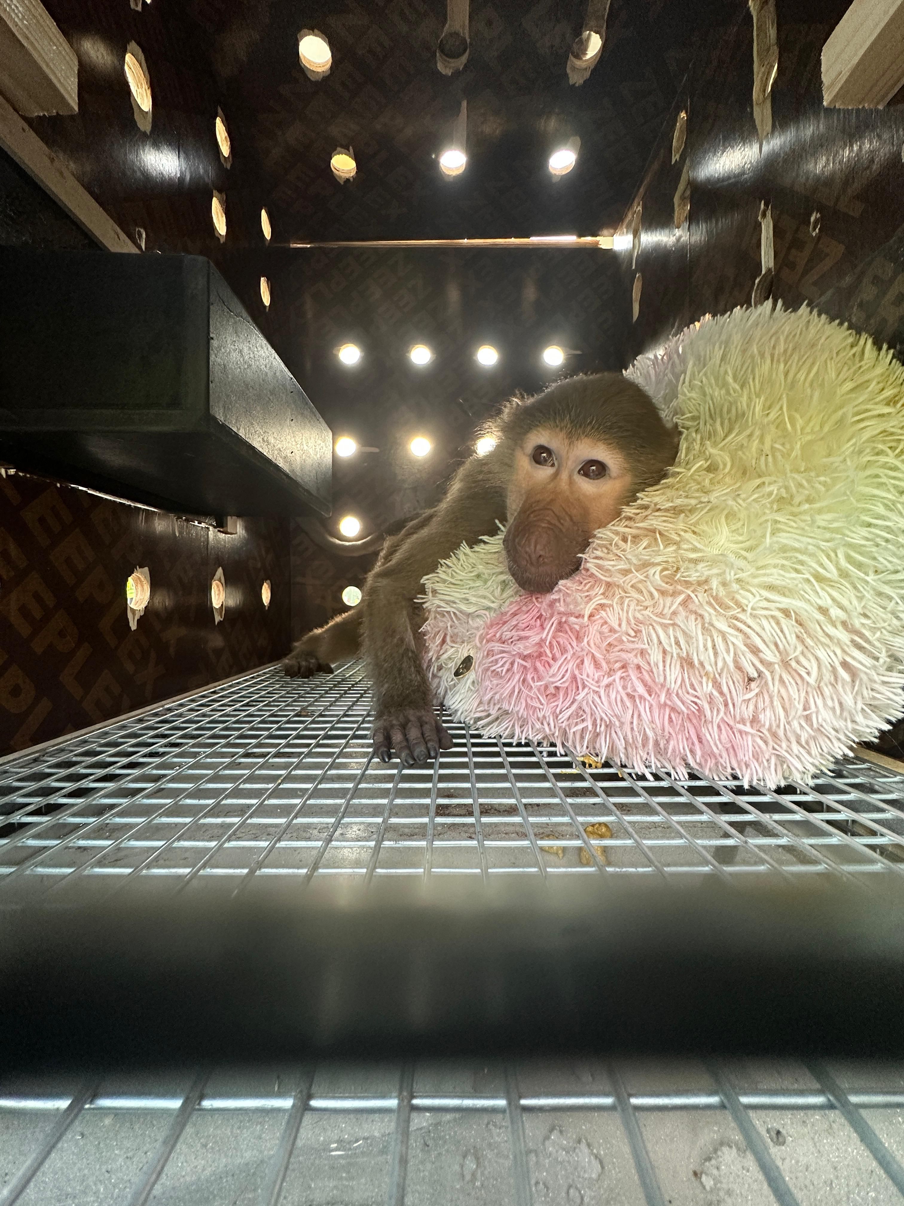DHL Express Returns Two Rescued Baboons to Their Natural Habitat in ...