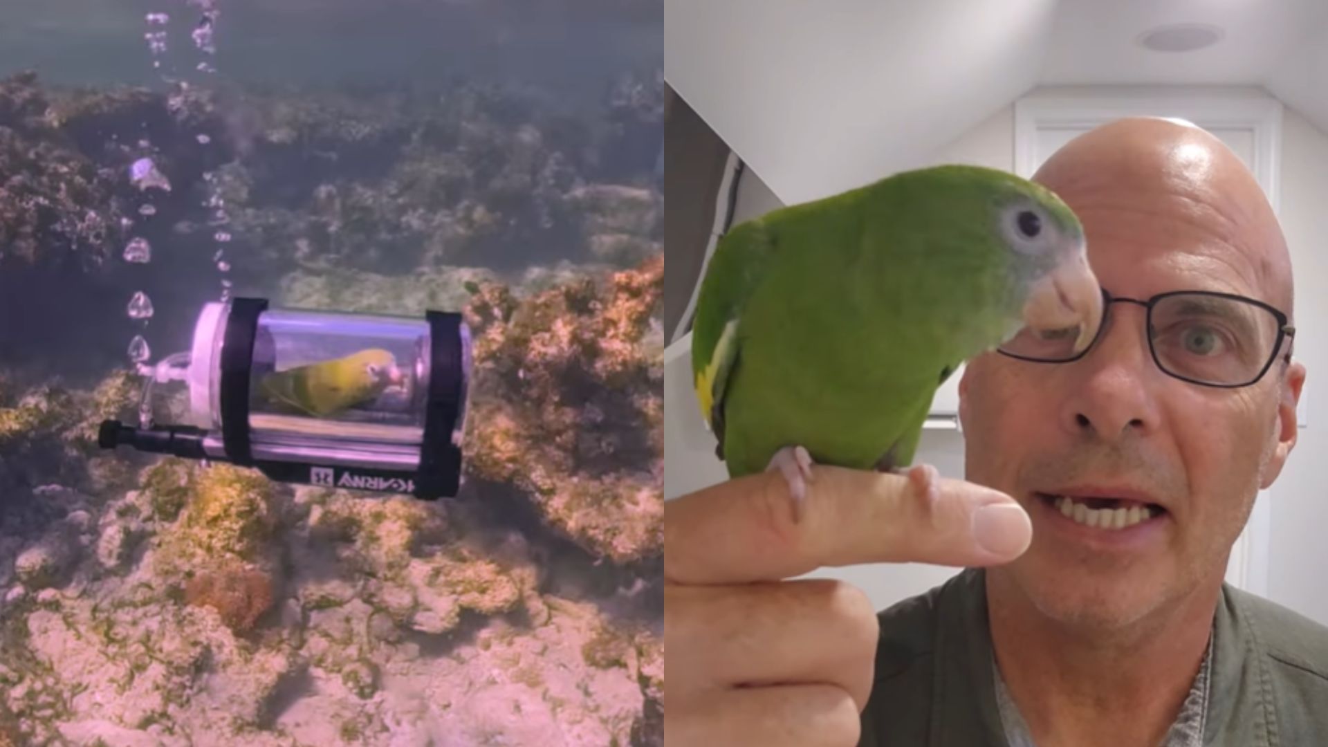 Viral video: Man takes his pet parrot 'Bebe' scuba diving | Al Bawaba