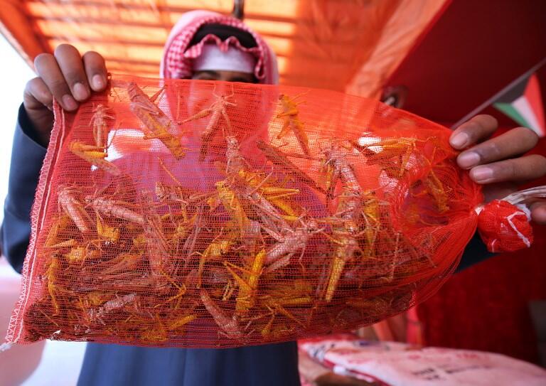 Locusts as Exotic Food Makes a Comeback in Kuwait | Al Bawaba