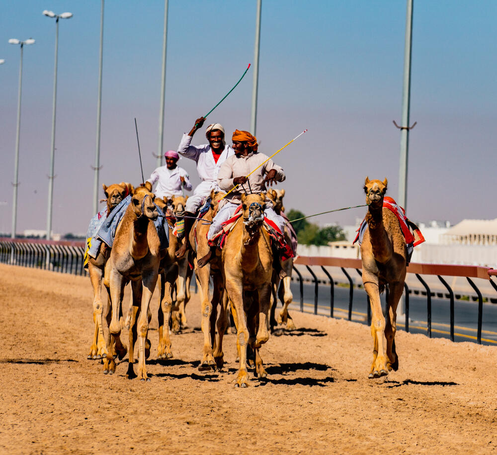 Camel Racing so Popular in UAE, Sometimes 'Robot Jockeys' are Used | Al ...