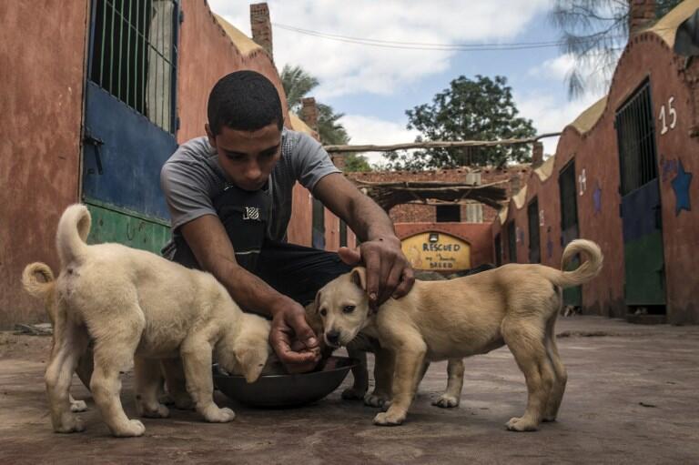 The Stray Dogs of Cairo | Al Bawaba