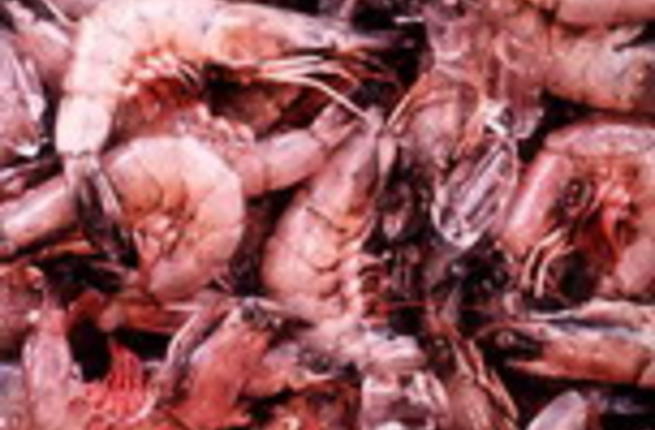 Iran's shrimp exports to rise | Al Bawaba