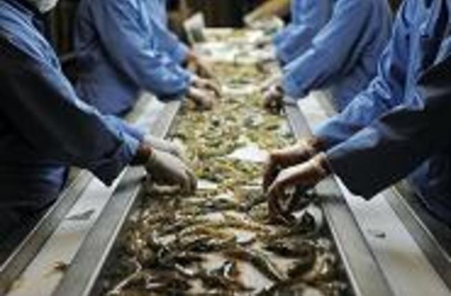 National Prawn Company to open regional sales office in Dubai | Al Bawaba