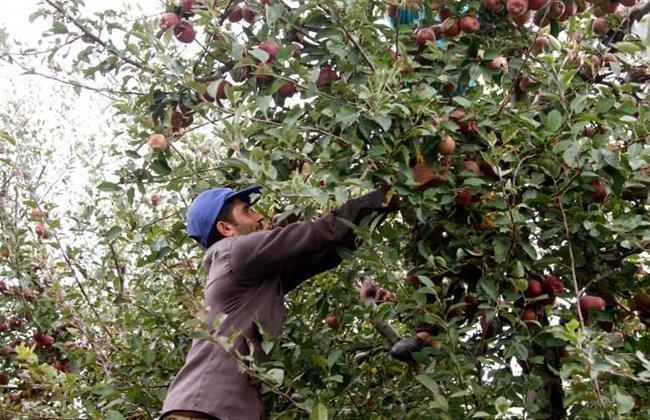 Lebanon looks to Egypt to export its apples, but is it too little, too ...