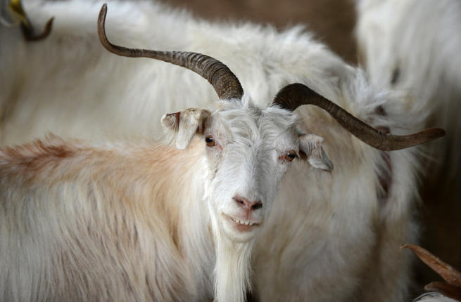 Billy goat glamorous: Saudi man splashes out $3.5 million on prize goat ...