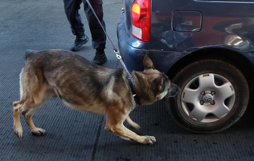 Fake stop and searches target Palestinians to train IDF dogs | Al Bawaba