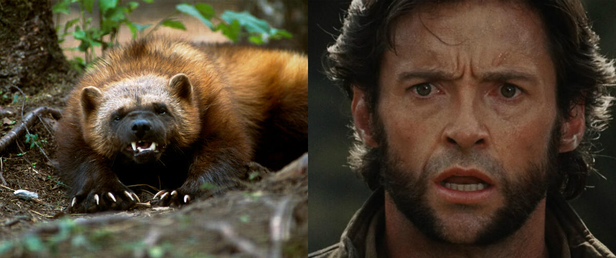Wolverine Discovers Wolverines Exist, Are Real | Al Bawaba