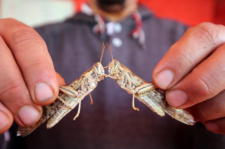 Swarms of Locusts From Red Sea Hit Arabian Peninsula - FAO | Al Bawaba