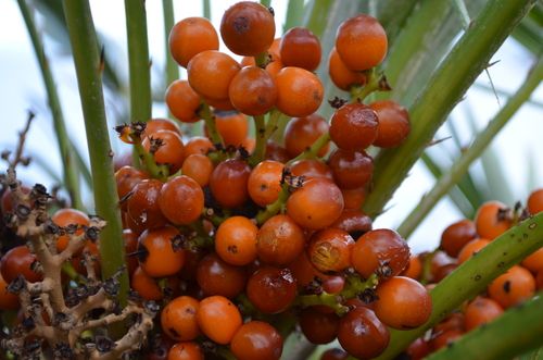 الفوائد الصحية لنبات الدوم | البوابة