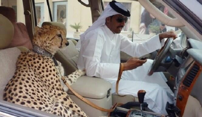 Easy tiger! UAE finally bans the ownership of ‘exotic animals’ | Al Bawaba