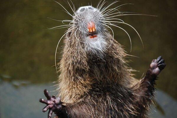 Mutant Rats and Mine-busting Monkeys - 8 Surprising Facts from the ...