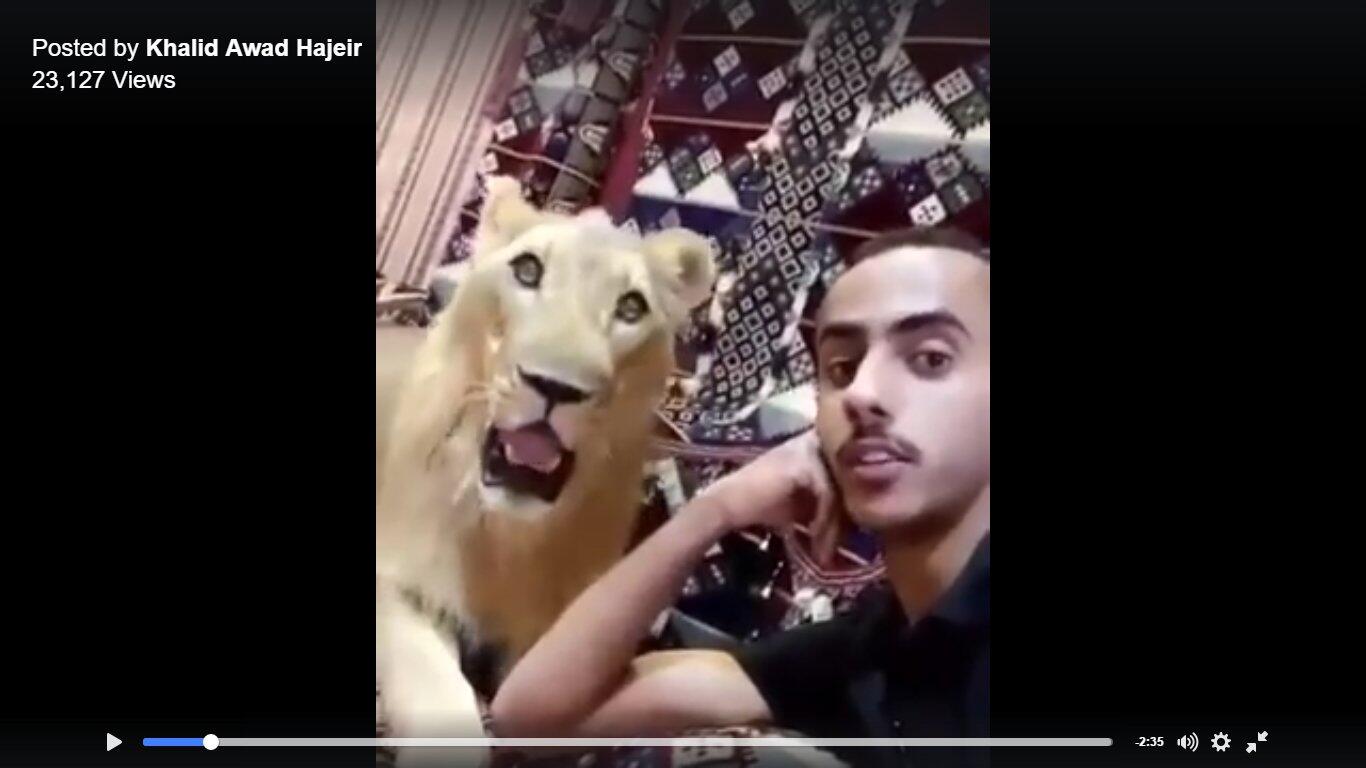 A video of a Saudi animal lover who shares his home with lions and a ...