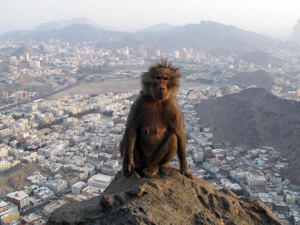 Monkey business in Saudi results in accidental death of 70-year-old man ...