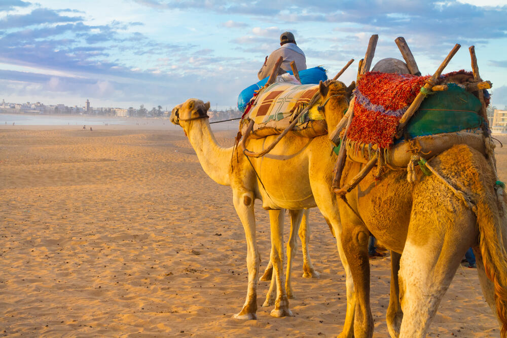 Camel Caravan Attractions at Saudi Okaz | Al Bawaba